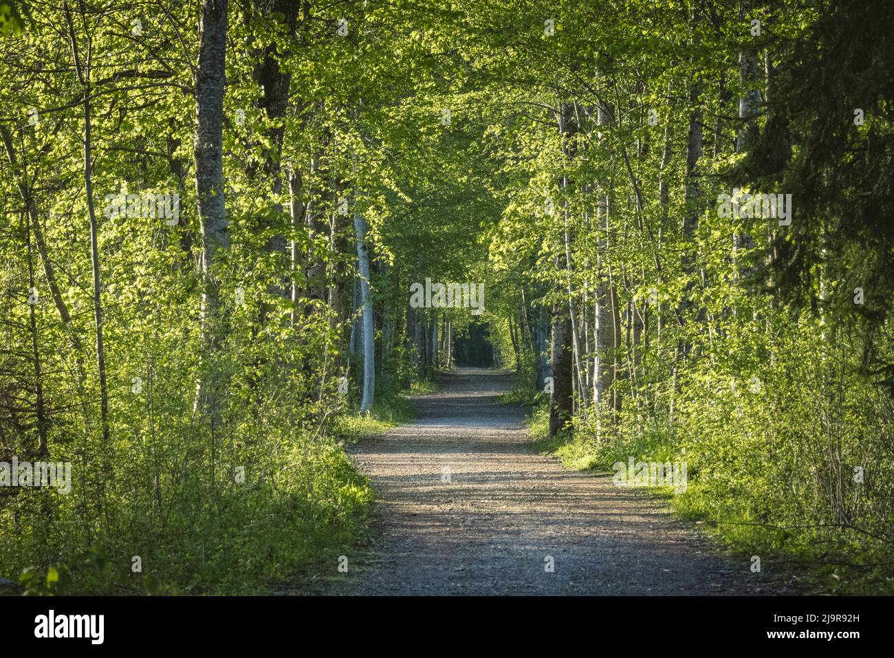 wonderful hiking trail trough lush spring forest at Aare Stock Photo ...