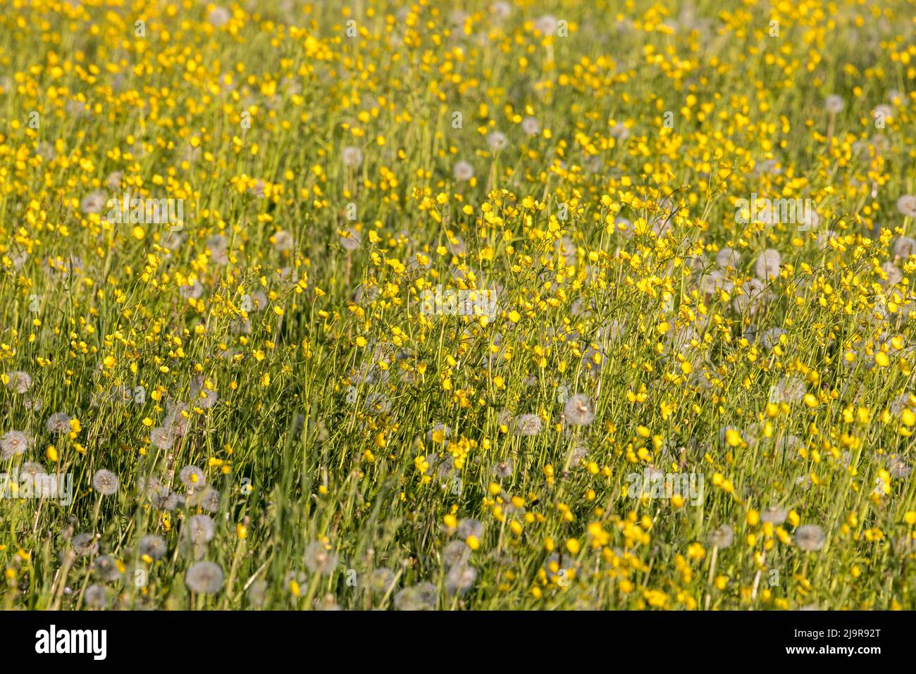 biodiverse field full of yellow wildflowers in Switzerland Stock Photo ...