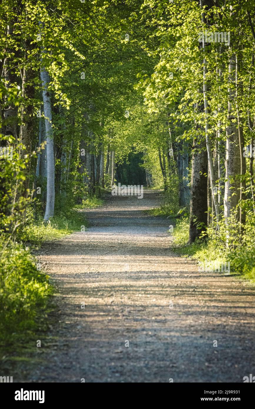 wonderful hiking trail trough lush spring forest at Aare Stock Photo ...
