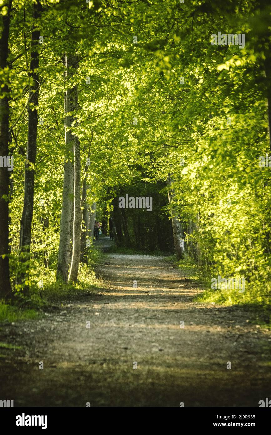 wonderful hiking trail trough lush spring forest at Aare Stock Photo ...
