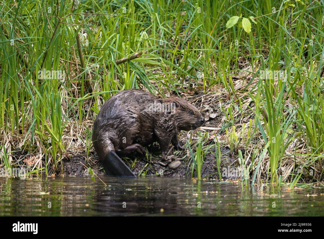 Young beaver in river hi-res stock photography and images - Alamy