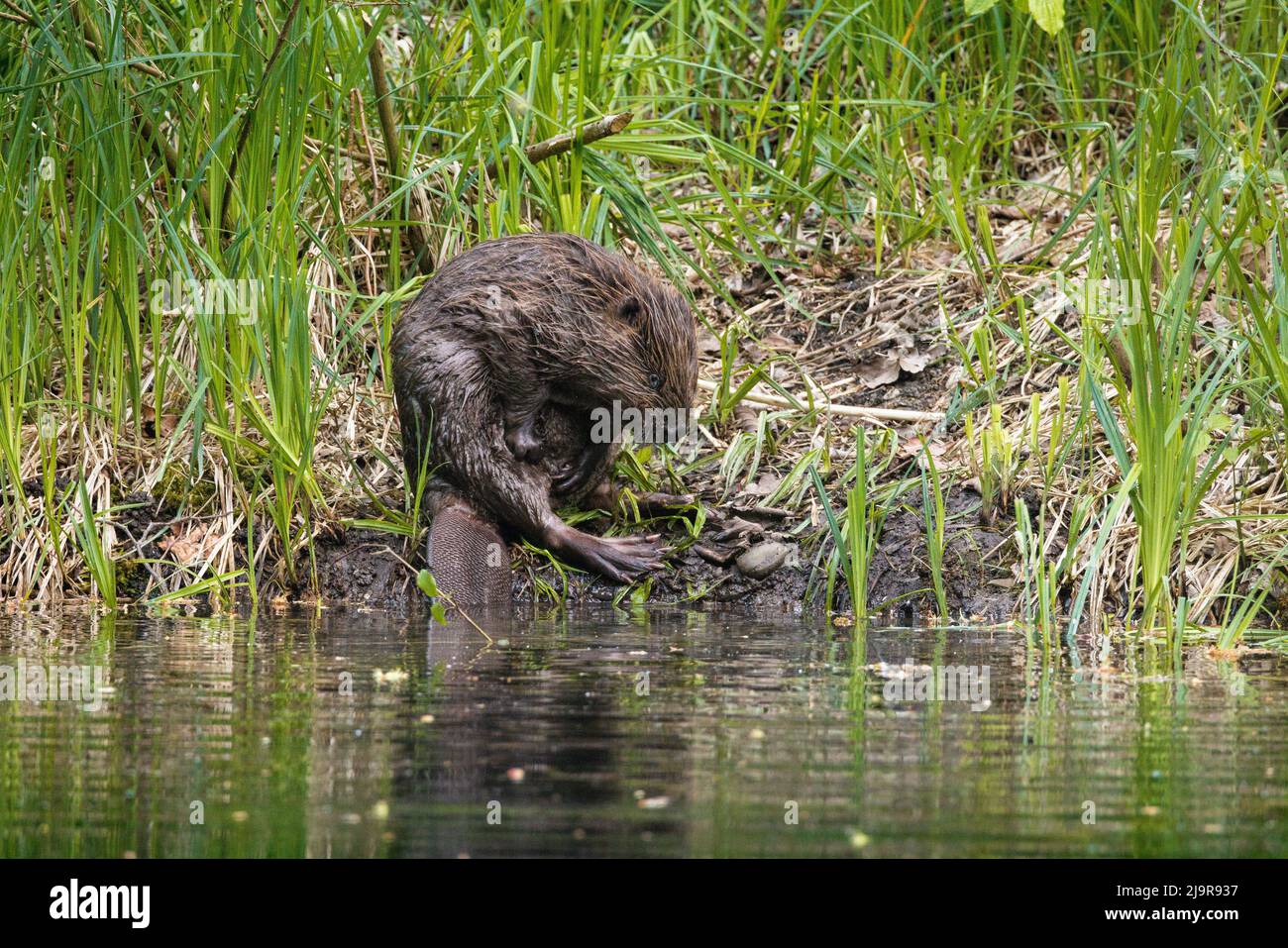cute young beaver in the Aare in Belpau Stock Photo - Alamy