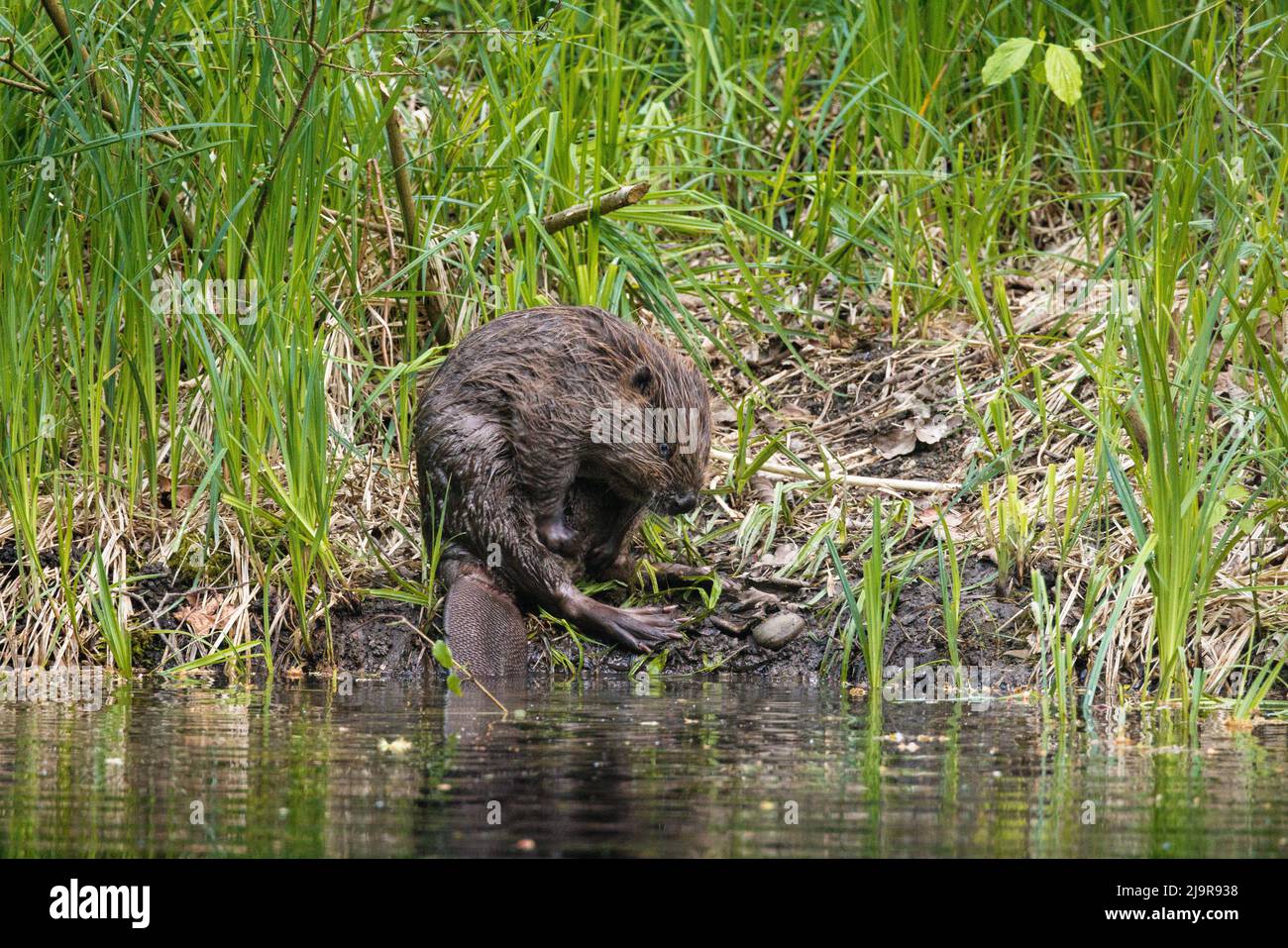 cute young beaver in the Aare in Belpau Stock Photo - Alamy