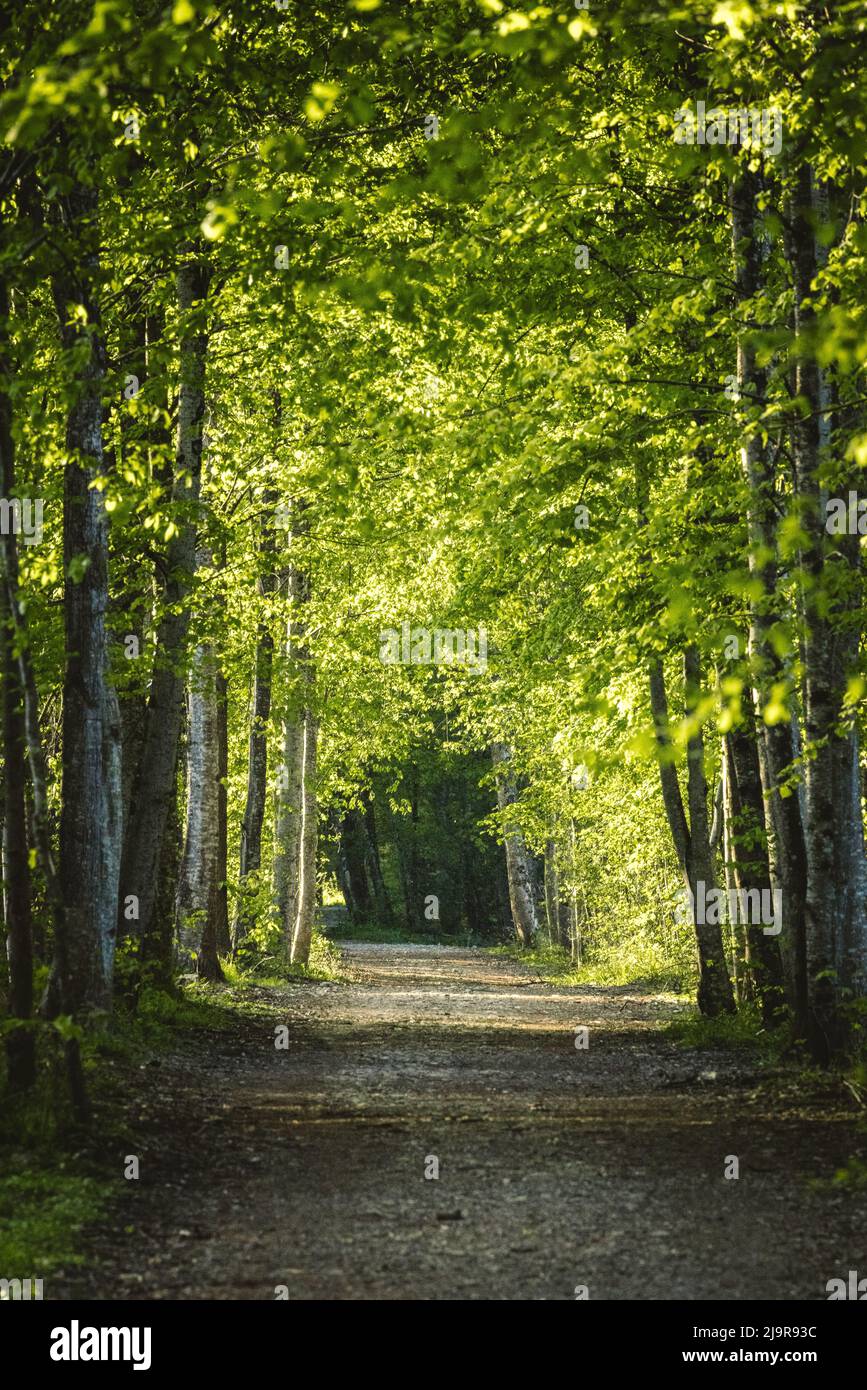 wonderful hiking trail trough lush spring forest at Aare Stock Photo ...
