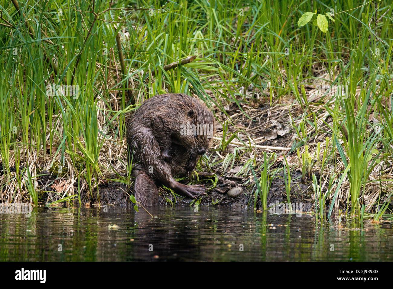 cute young beaver in the Aare in Belpau Stock Photo - Alamy