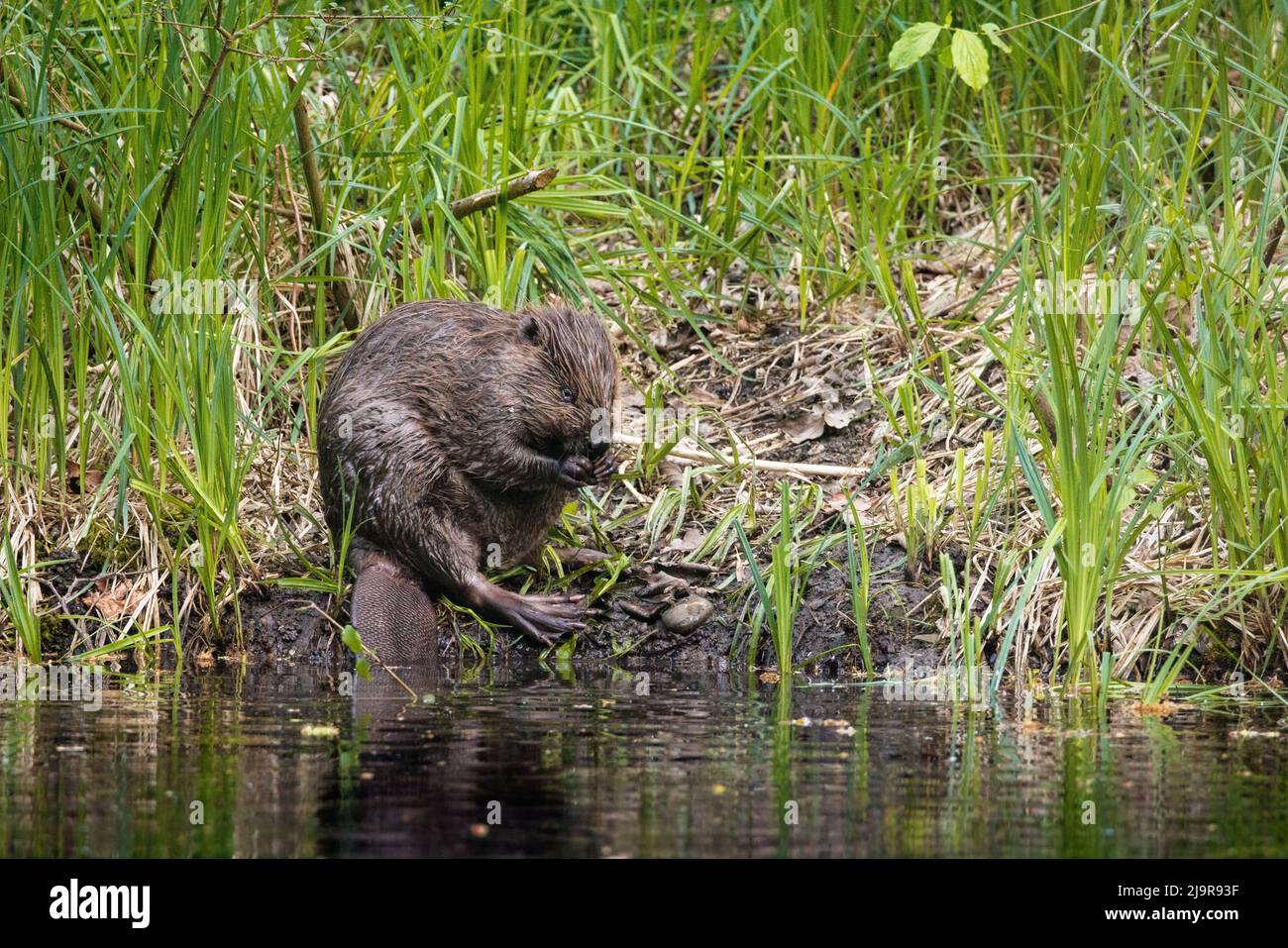 cute young beaver in the Aare in Belpau Stock Photo - Alamy