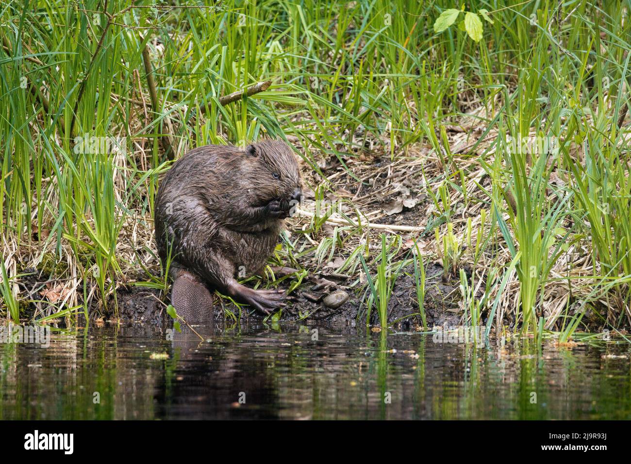 cute young beaver in the Aare in Belpau Stock Photo - Alamy