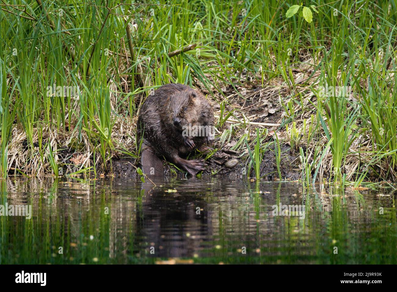 cute young beaver in the Aare in Belpau Stock Photo - Alamy