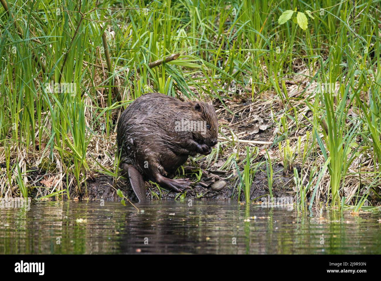 cute young beaver in the Aare in Belpau Stock Photo - Alamy