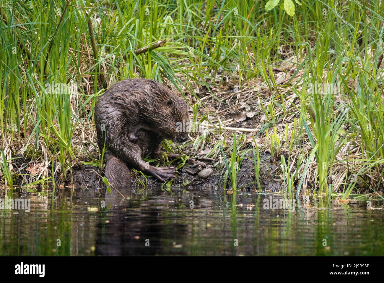 cute young beaver in the Aare in Belpau Stock Photo - Alamy