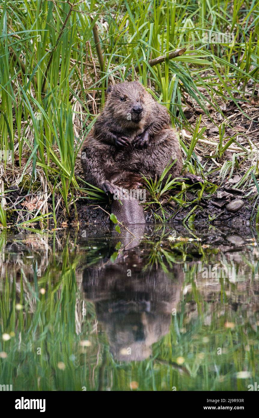 cute young beaver cleaning its fur in the Aare in Belpau Stock Photo ...