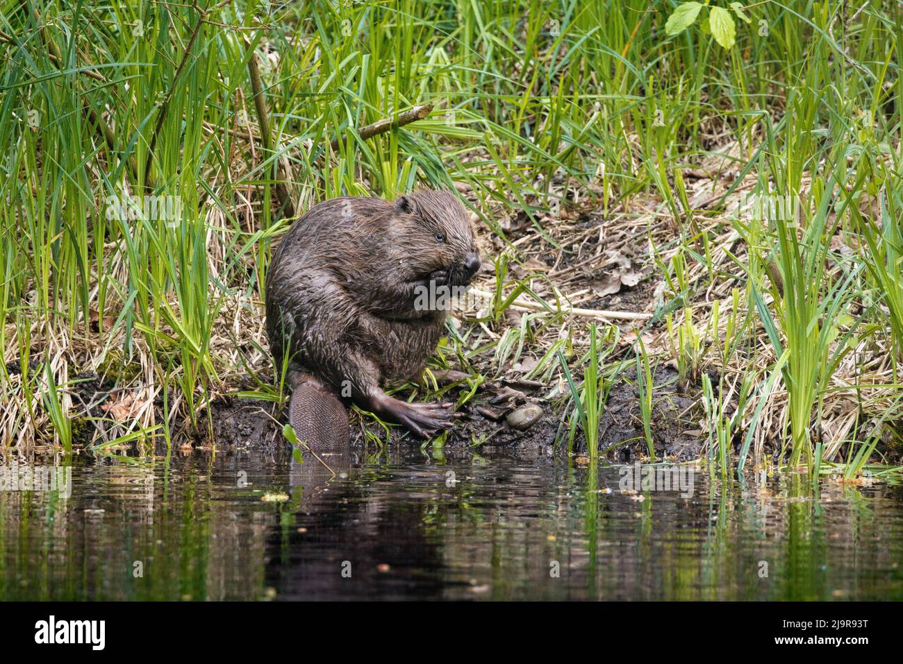 cute young beaver in the Aare in Belpau Stock Photo - Alamy