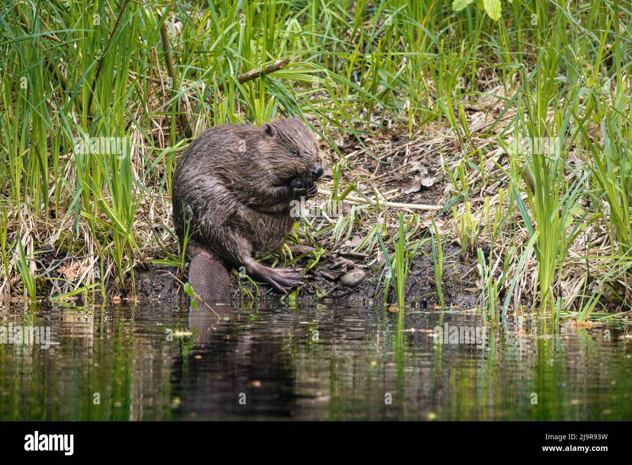 cute young beaver in the Aare in Belpau Stock Photo - Alamy