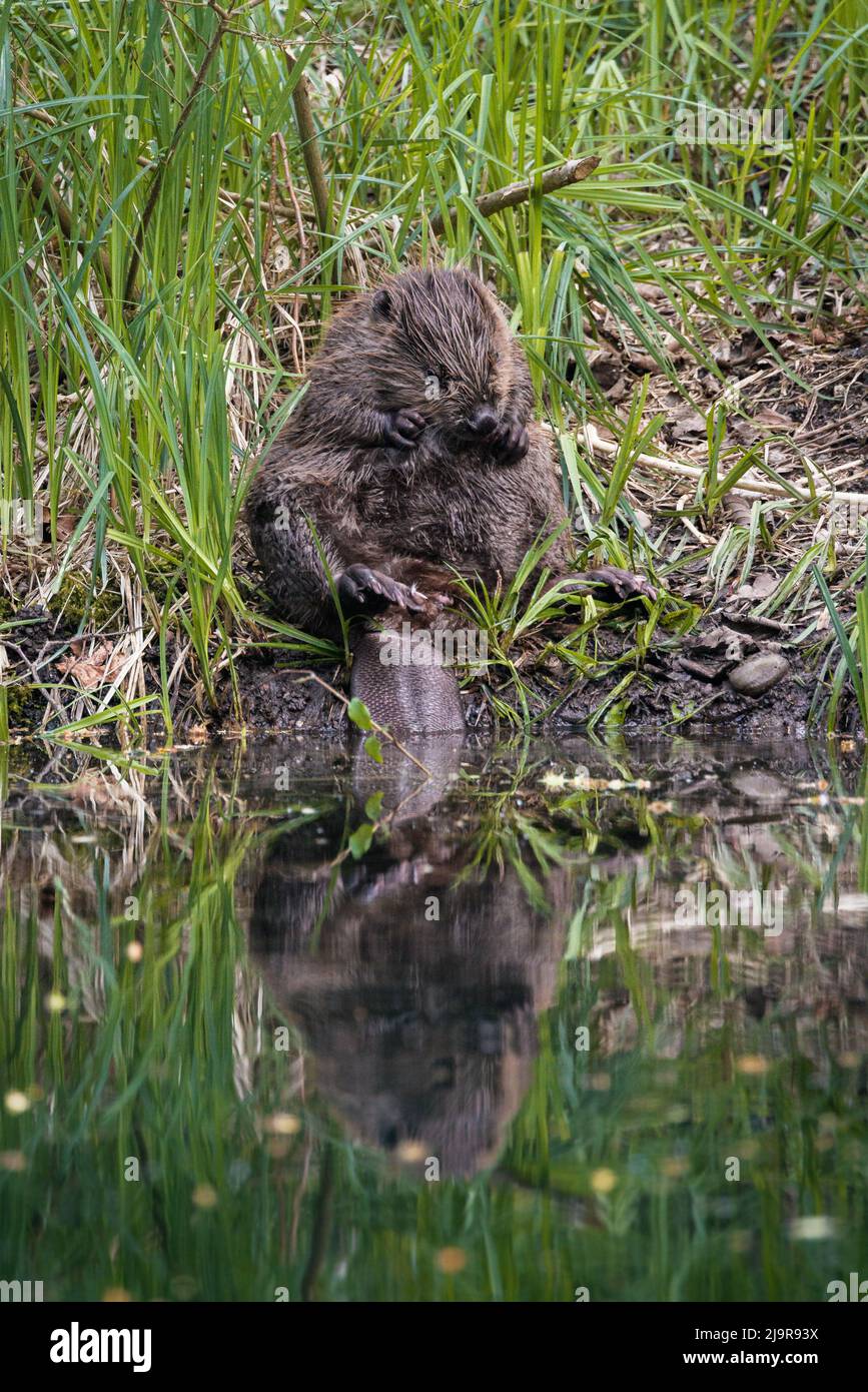 cute young beaver cleaning its fur in the Aare in Belpau Stock Photo ...