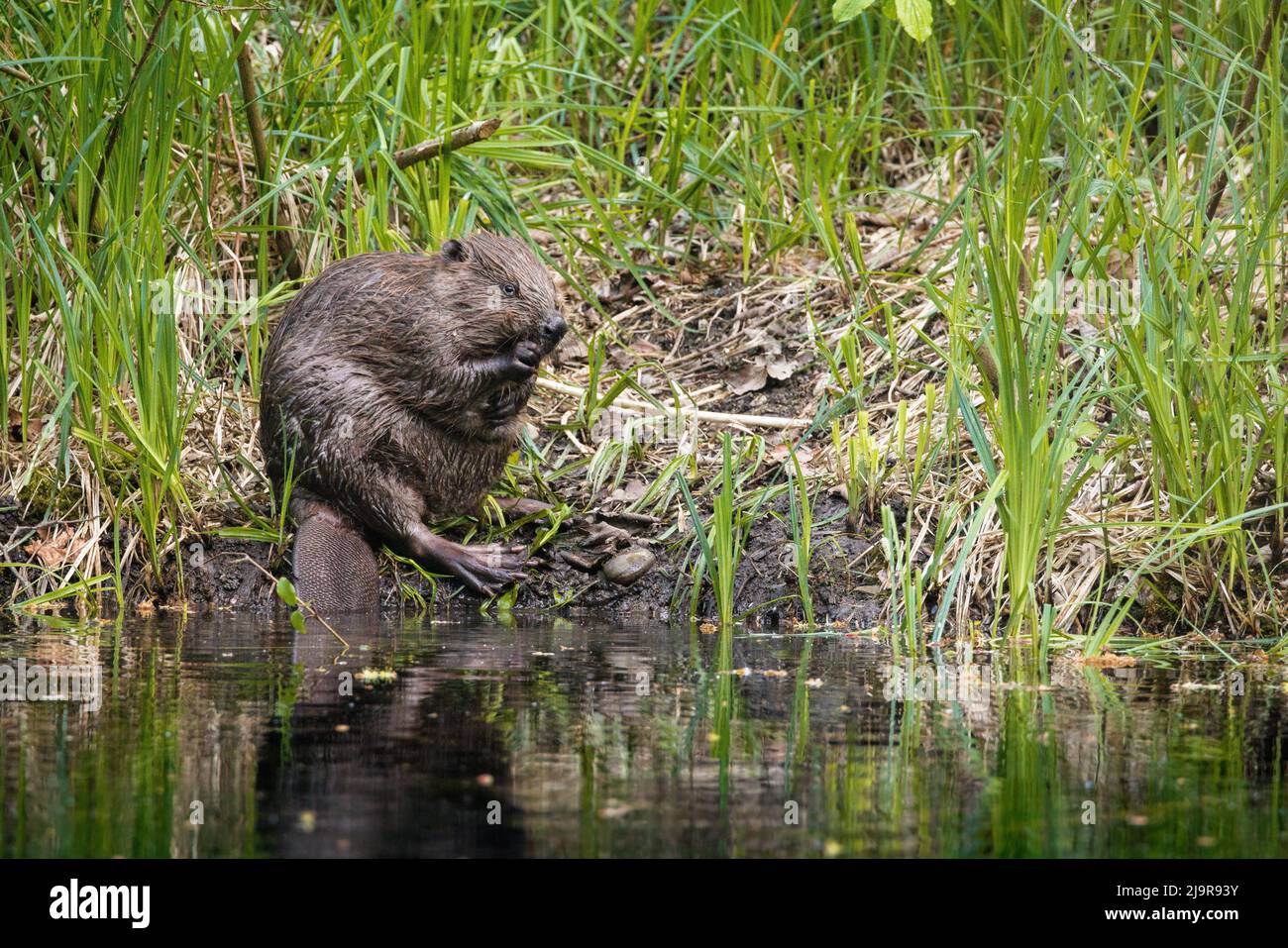 cute young beaver in the Aare in Belpau Stock Photo - Alamy
