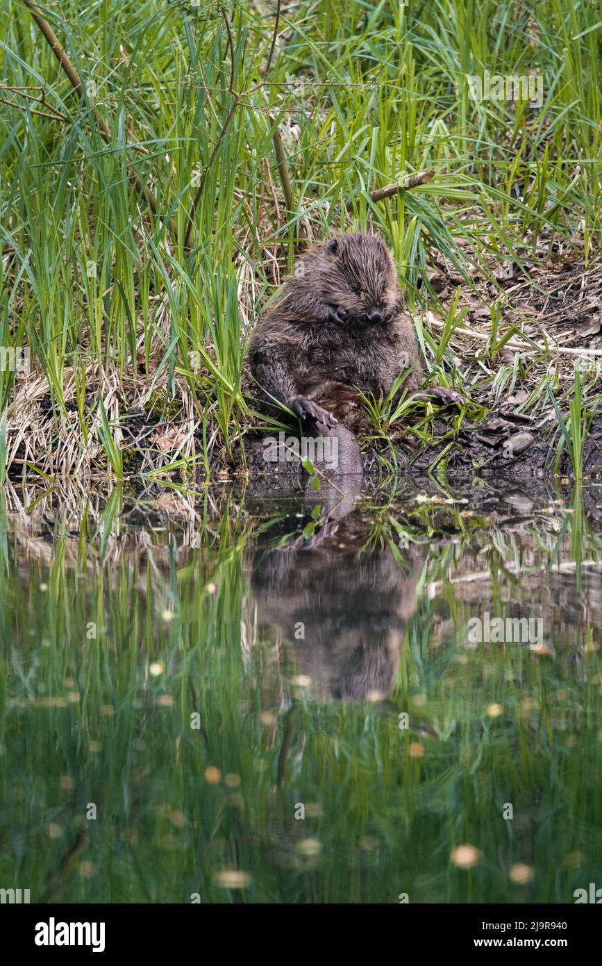 cute young beaver cleaning its fur in the Aare in Belpau Stock Photo ...