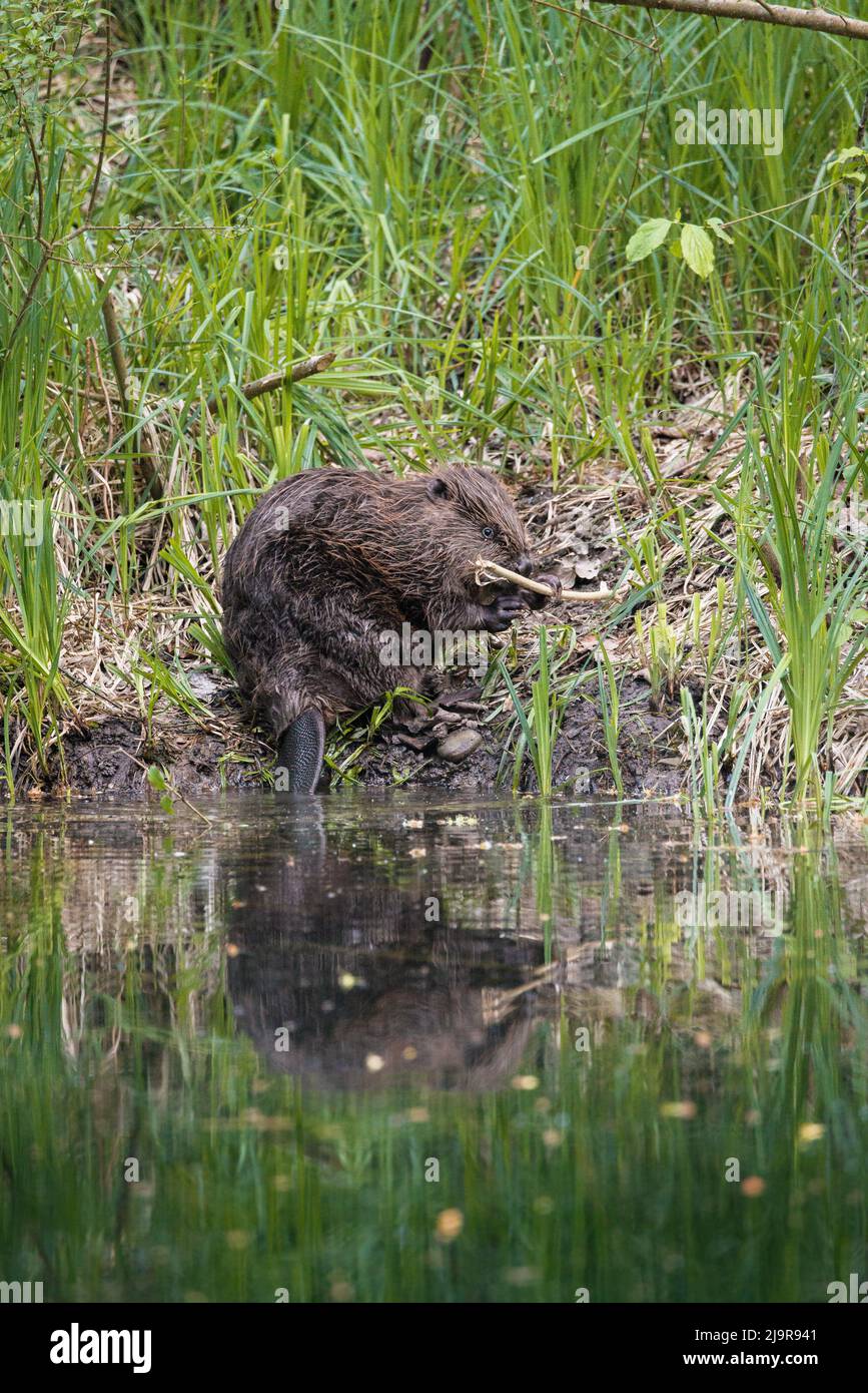 cute young beaver gnawing on a stick in the Aare in Belpau Stock Photo ...