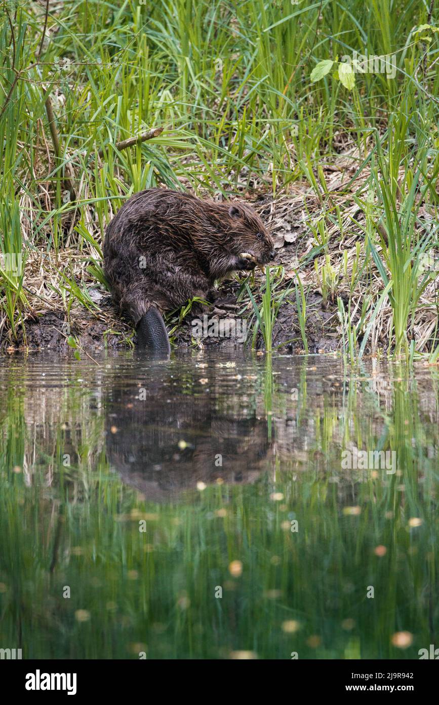 cute young beaver gnawing on a stick in the Aare in Belpau Stock Photo ...