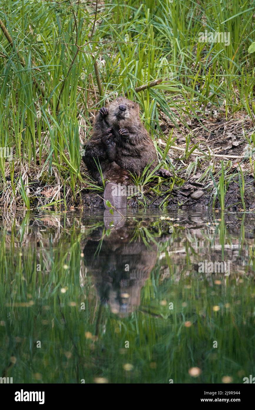 cute young beaver cleaning its fur in the Aare in Belpau Stock Photo ...