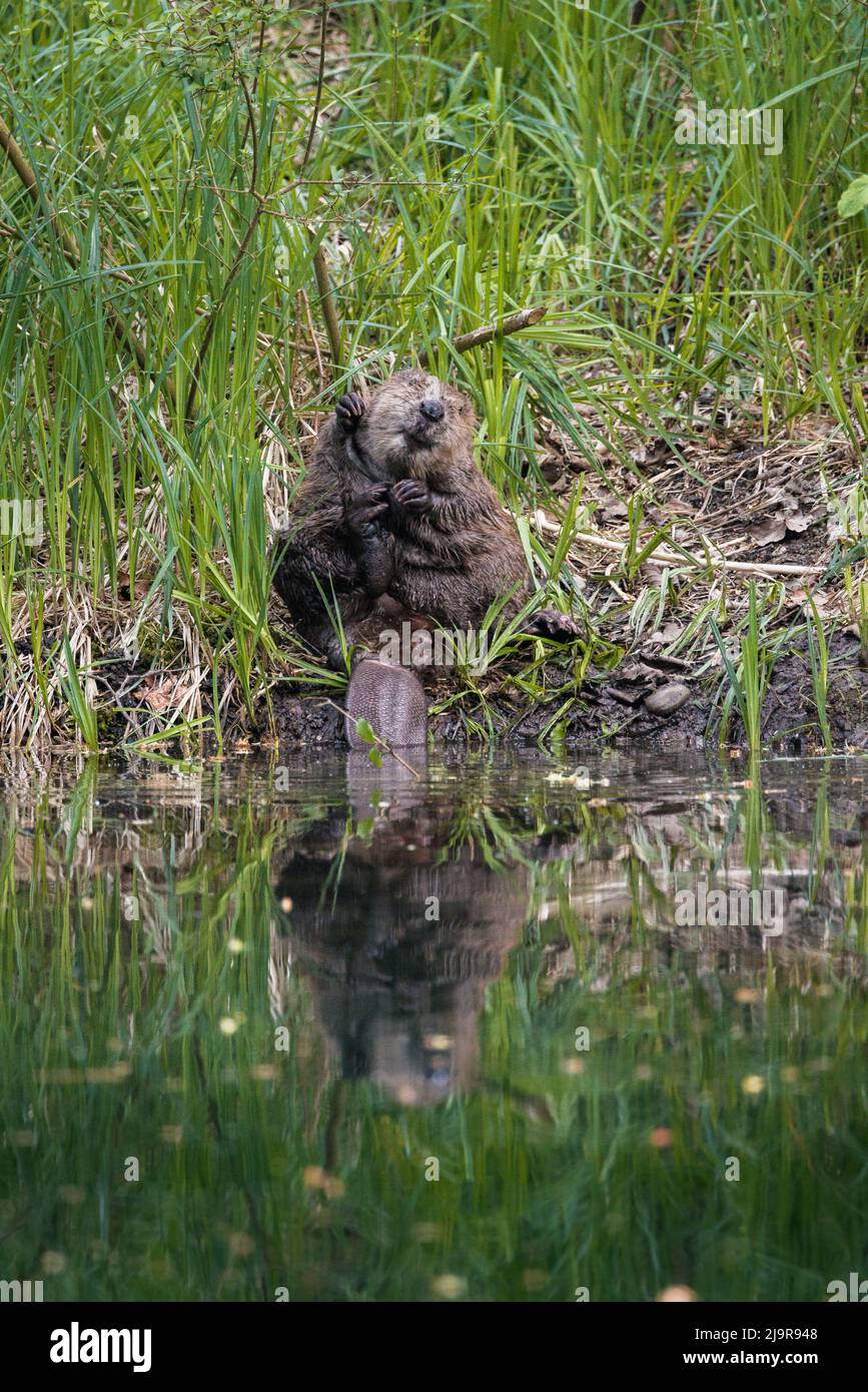 cute young beaver cleaning its fur in the Aare in Belpau Stock Photo ...