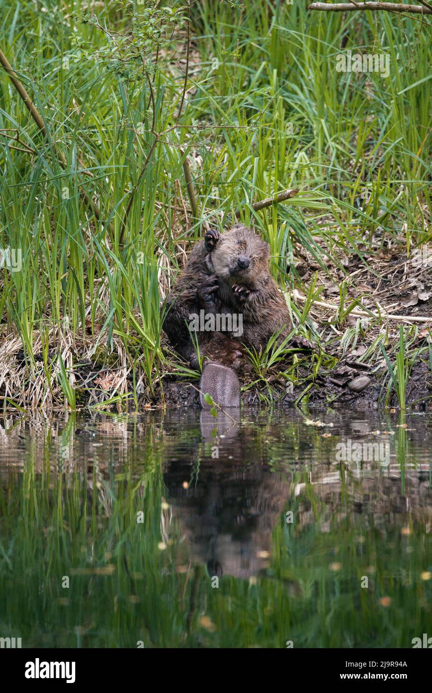 cute young beaver cleaning its fur in the Aare in Belpau Stock Photo ...