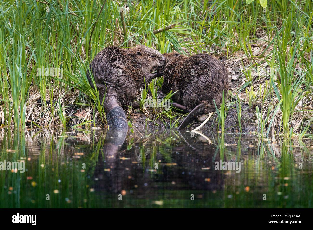 two cute young beavers kissing in the Aare in Belpau Stock Photo - Alamy
