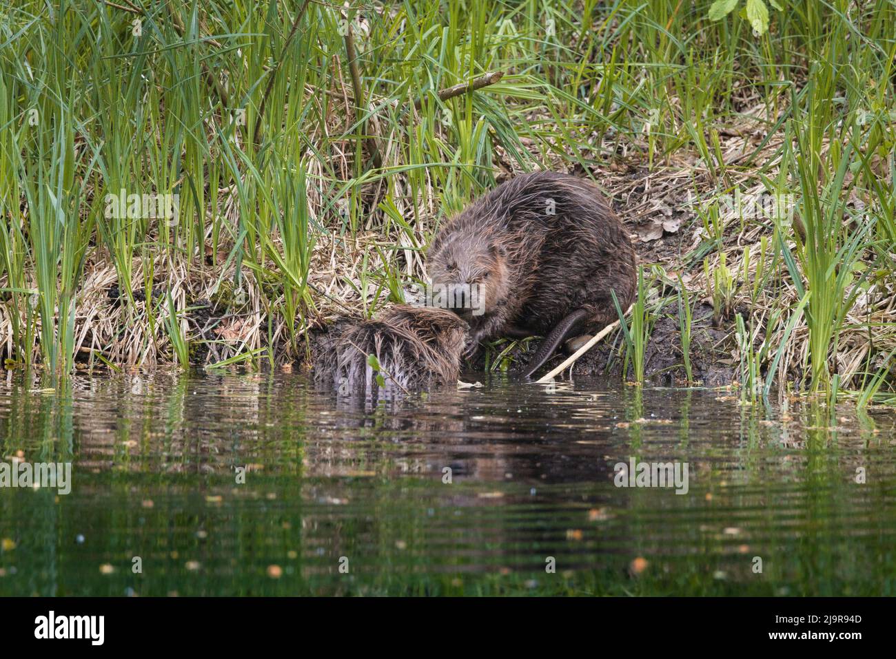 two cute young beavers kissing in the Aare in Belpau Stock Photo - Alamy