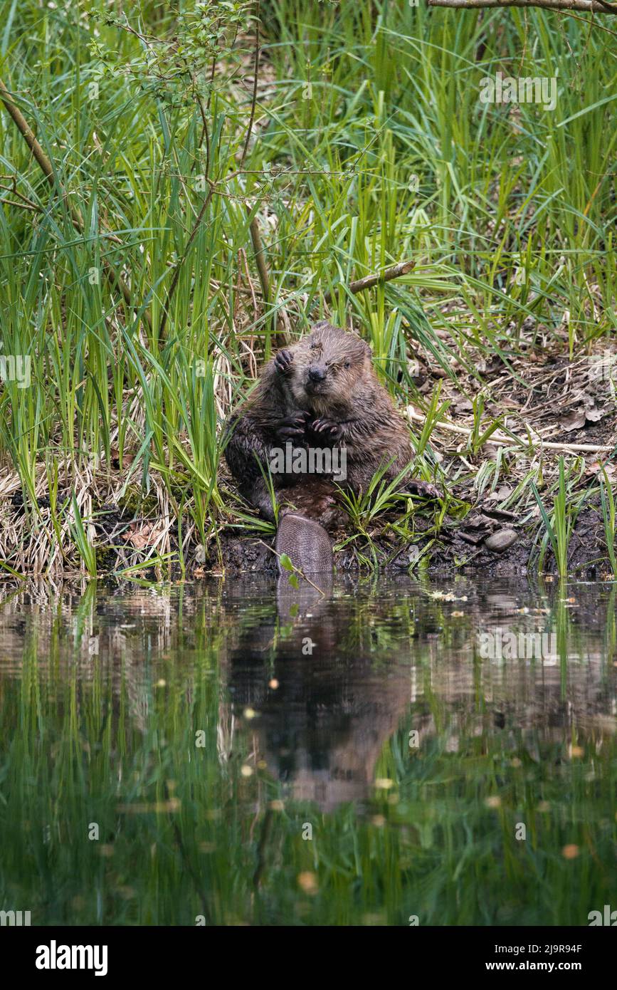 cute young beaver cleaning its fur in the Aare in Belpau Stock Photo ...