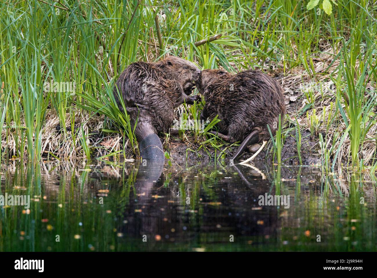 two cute young beavers kissing in the Aare in Belpau Stock Photo - Alamy