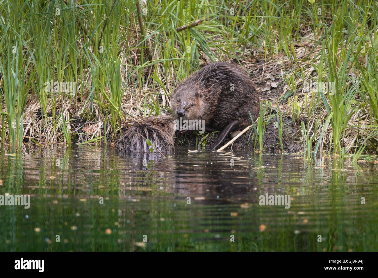 two cute young beavers kissing in the Aare in Belpau Stock Photo - Alamy