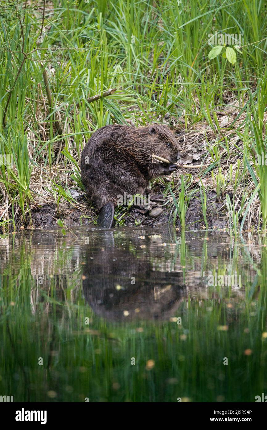 cute young beaver gnawing on a stick in the Aare in Belpau Stock Photo ...