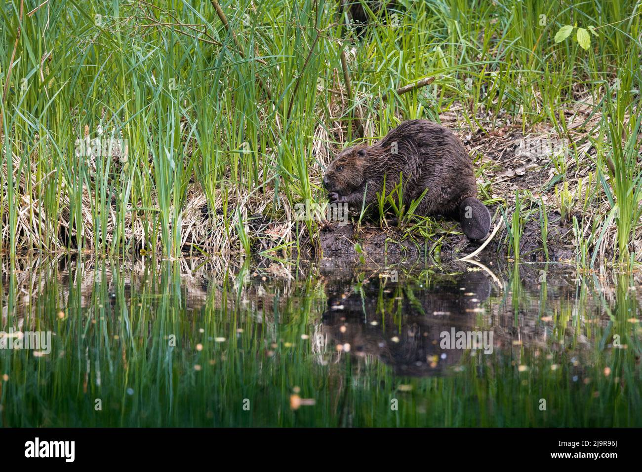 cute young beaver in the Aare in Belpau Stock Photo - Alamy