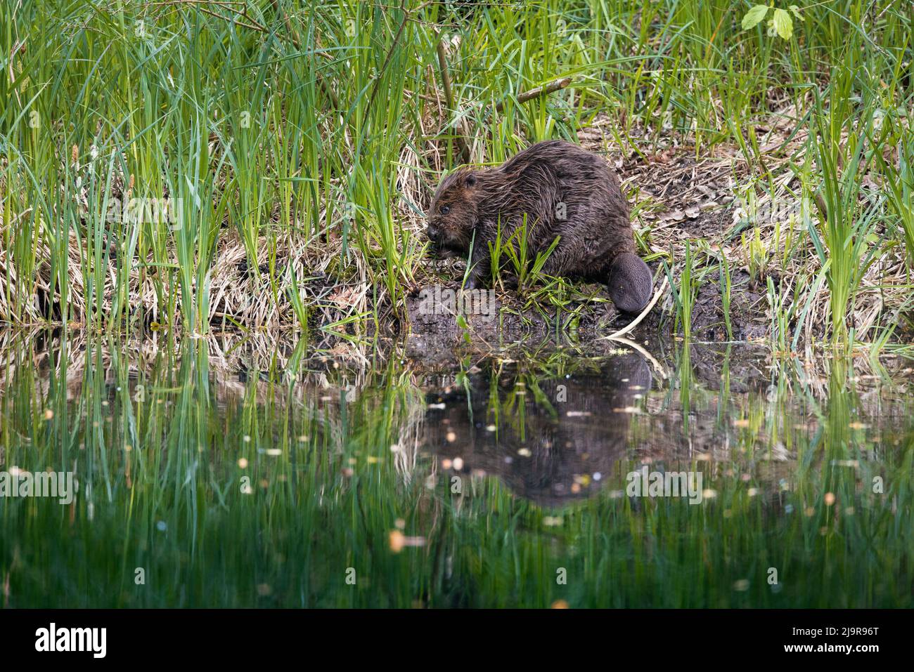 cute young beaver in the Aare in Belpau Stock Photo - Alamy