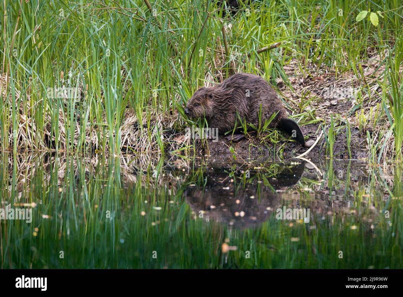 cute young beaver in the Aare in Belpau Stock Photo - Alamy