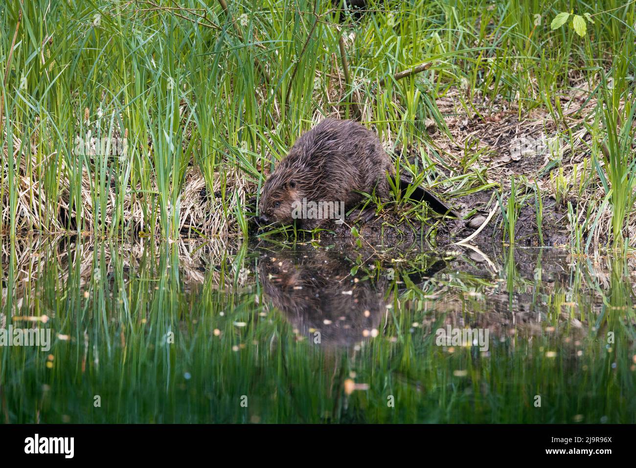 cute young beaver in the Aare in Belpau Stock Photo - Alamy