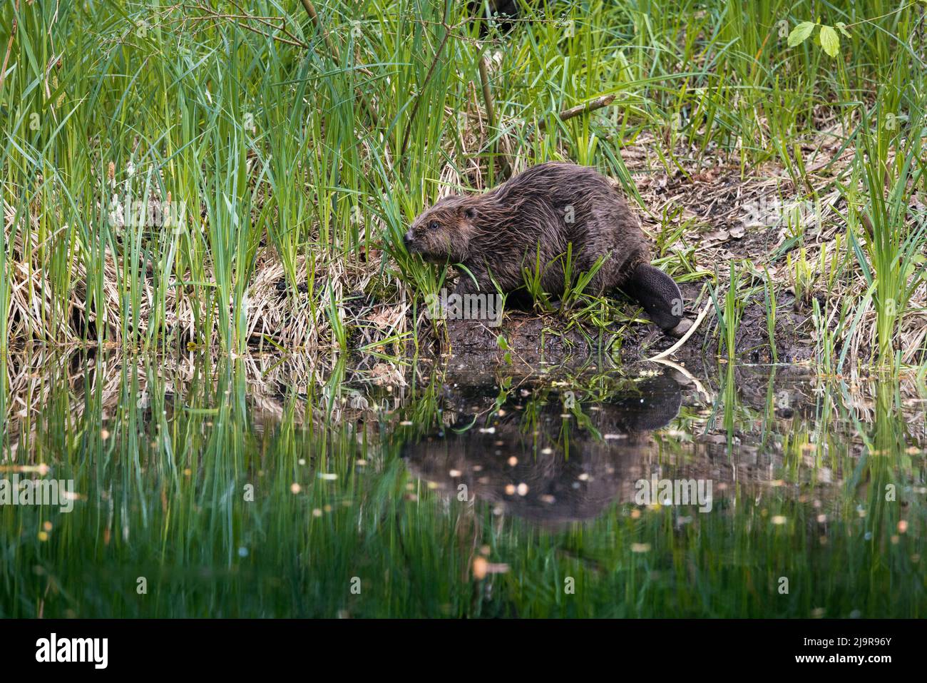cute young beaver in the Aare in Belpau Stock Photo - Alamy