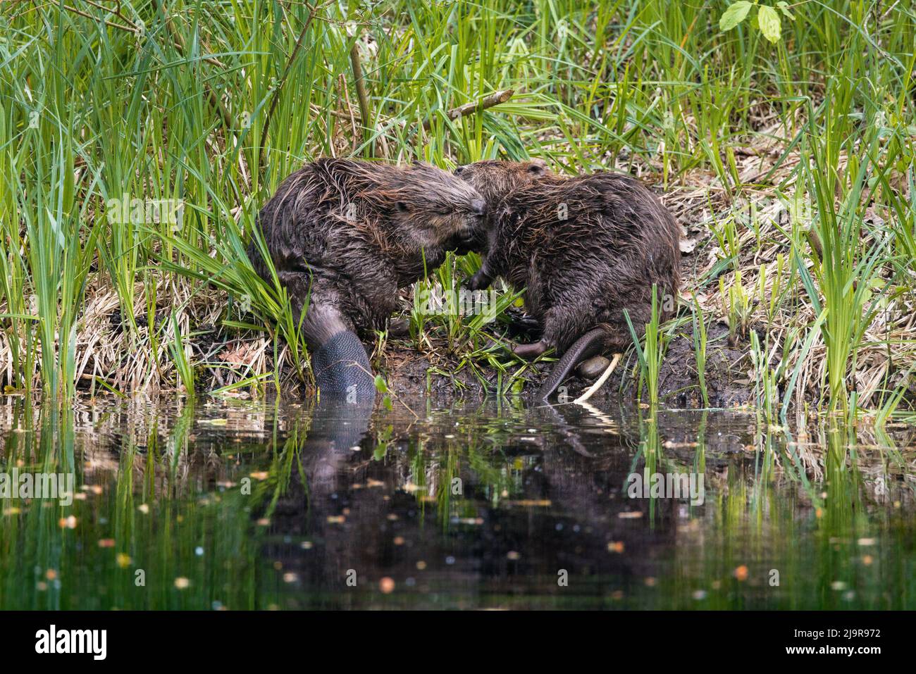 two cute young beavers cleaning its fur in the Aare in Belpau Stock ...