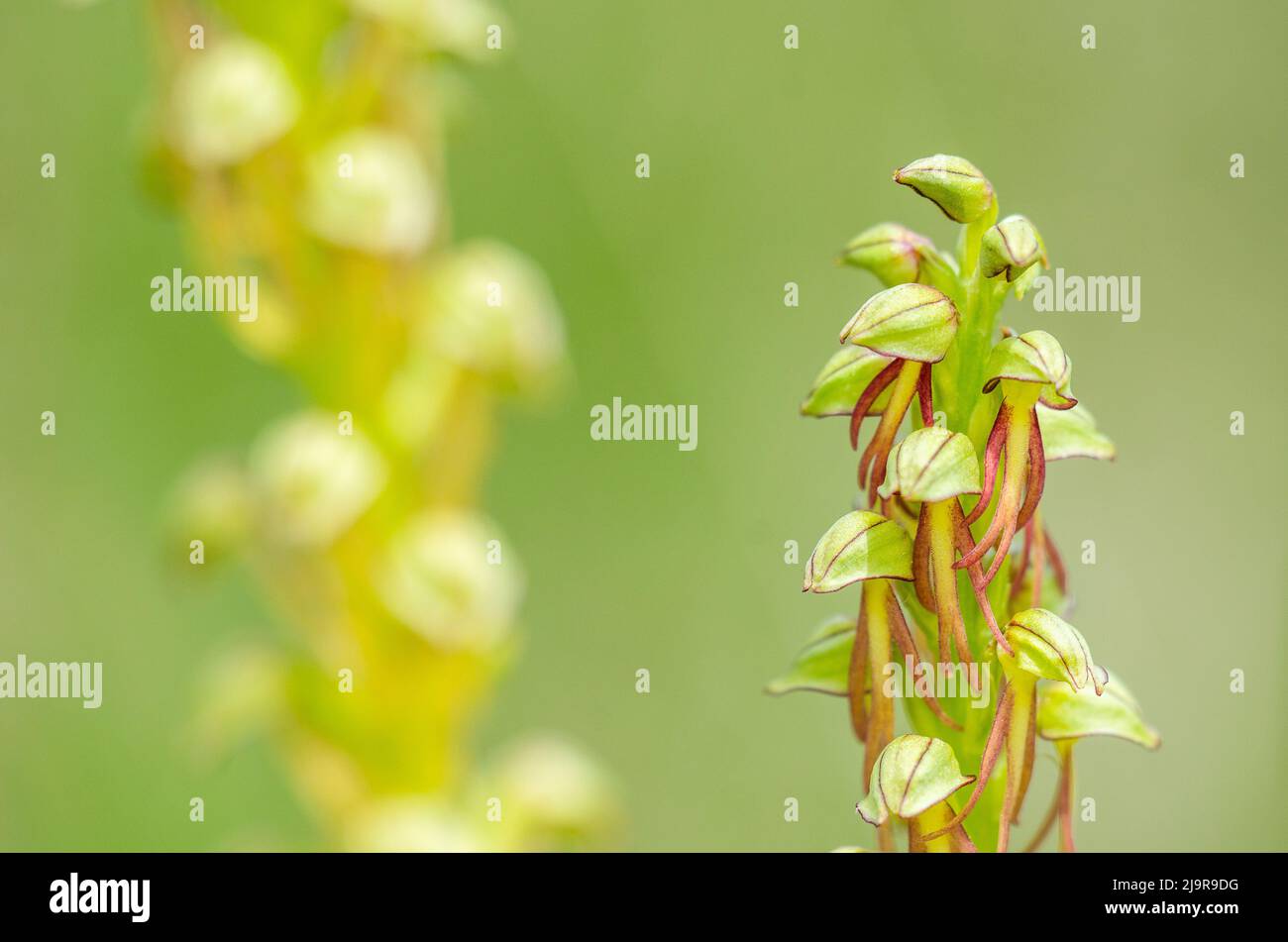 Orchis anthropophora (formerly Aceras anthropophorum), the man orchid ...