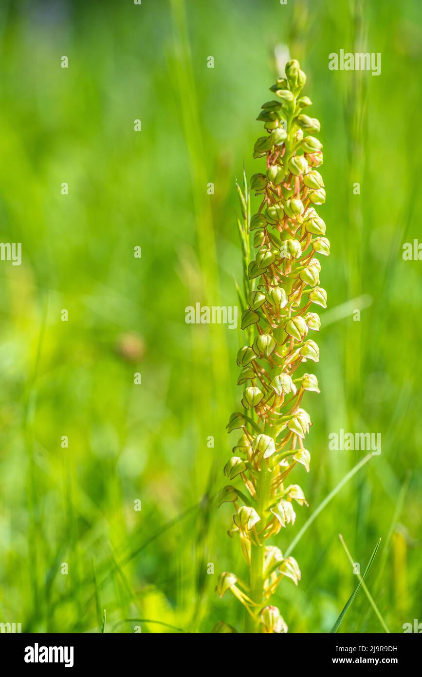 Orchis anthropophora (formerly Aceras anthropophorum), the man orchid ...