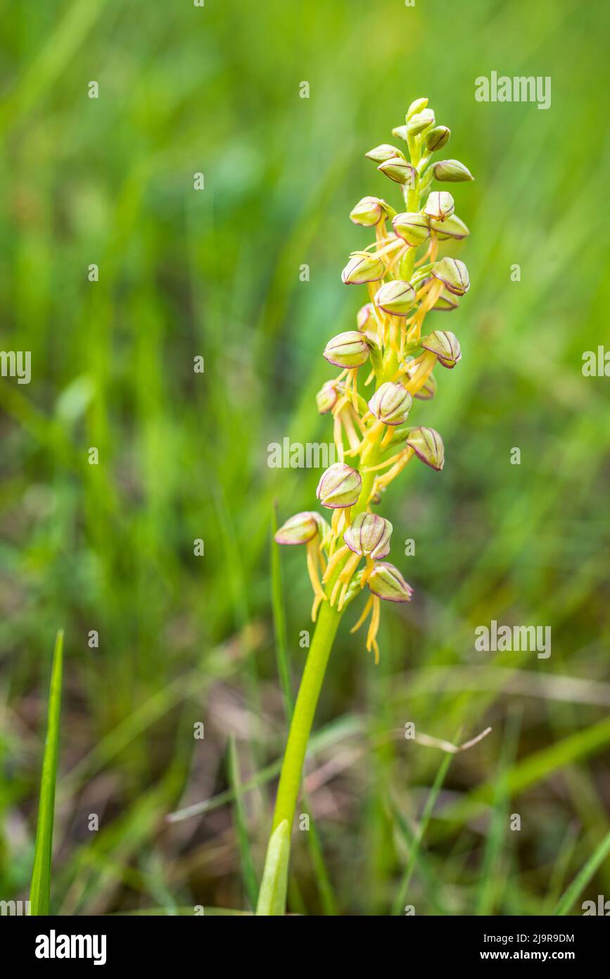 Orchis anthropophora (formerly Aceras anthropophorum), the man orchid ...