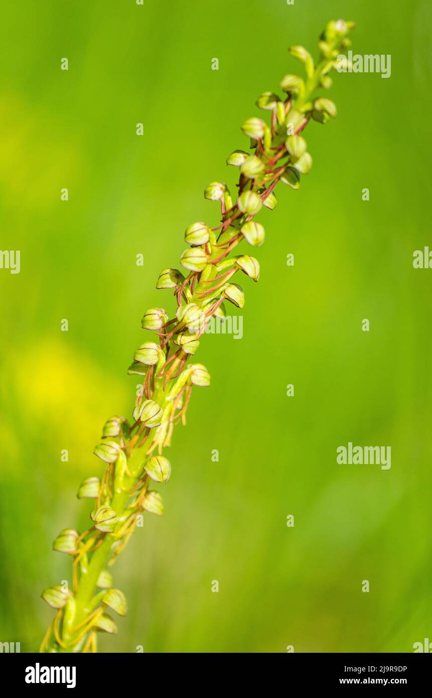 Orchis anthropophora (formerly Aceras anthropophorum), the man orchid ...