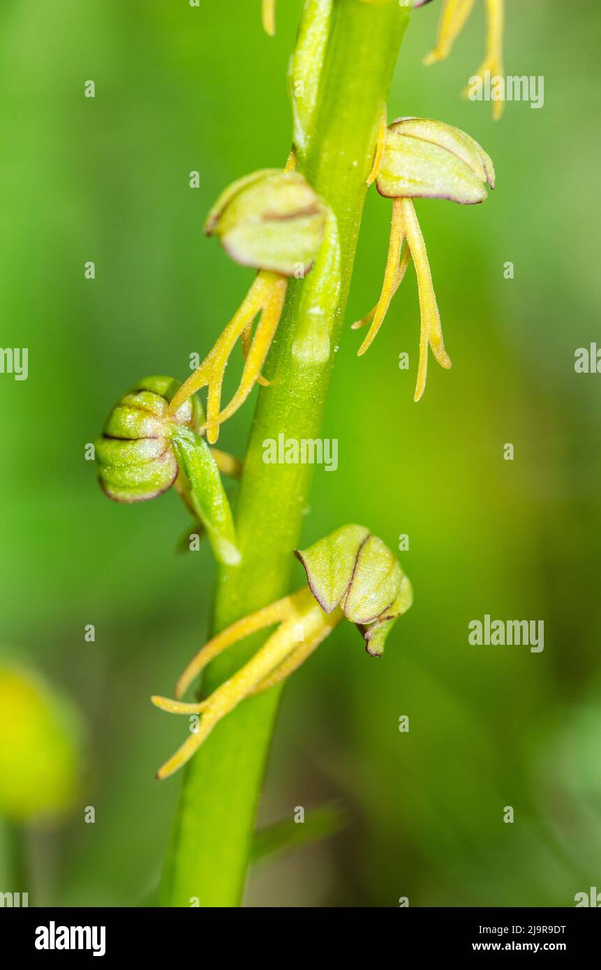 Orchis anthropophora (formerly Aceras anthropophorum), the man orchid ...