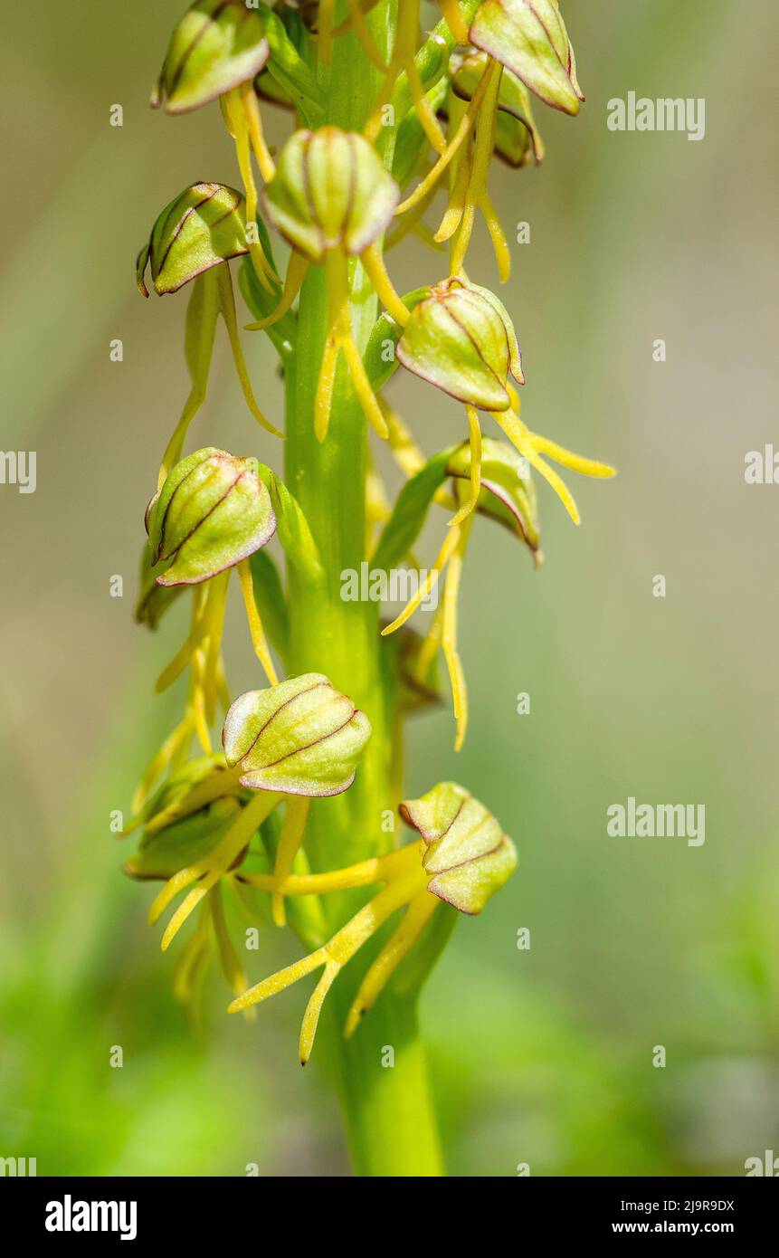 Orchis anthropophora (formerly Aceras anthropophorum), the man orchid ...