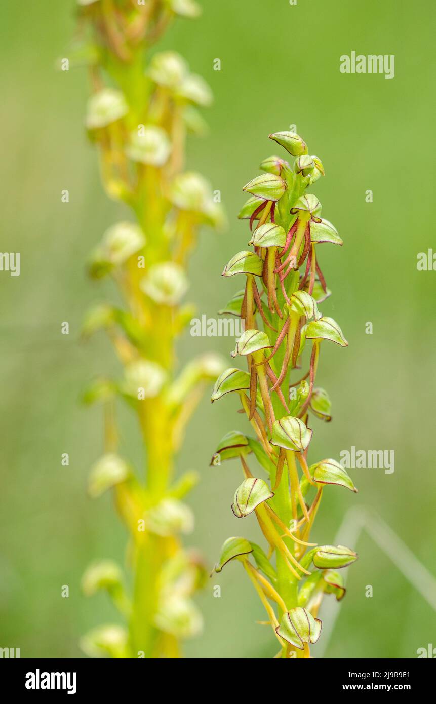 Orchis anthropophora (formerly Aceras anthropophorum), the man orchid ...