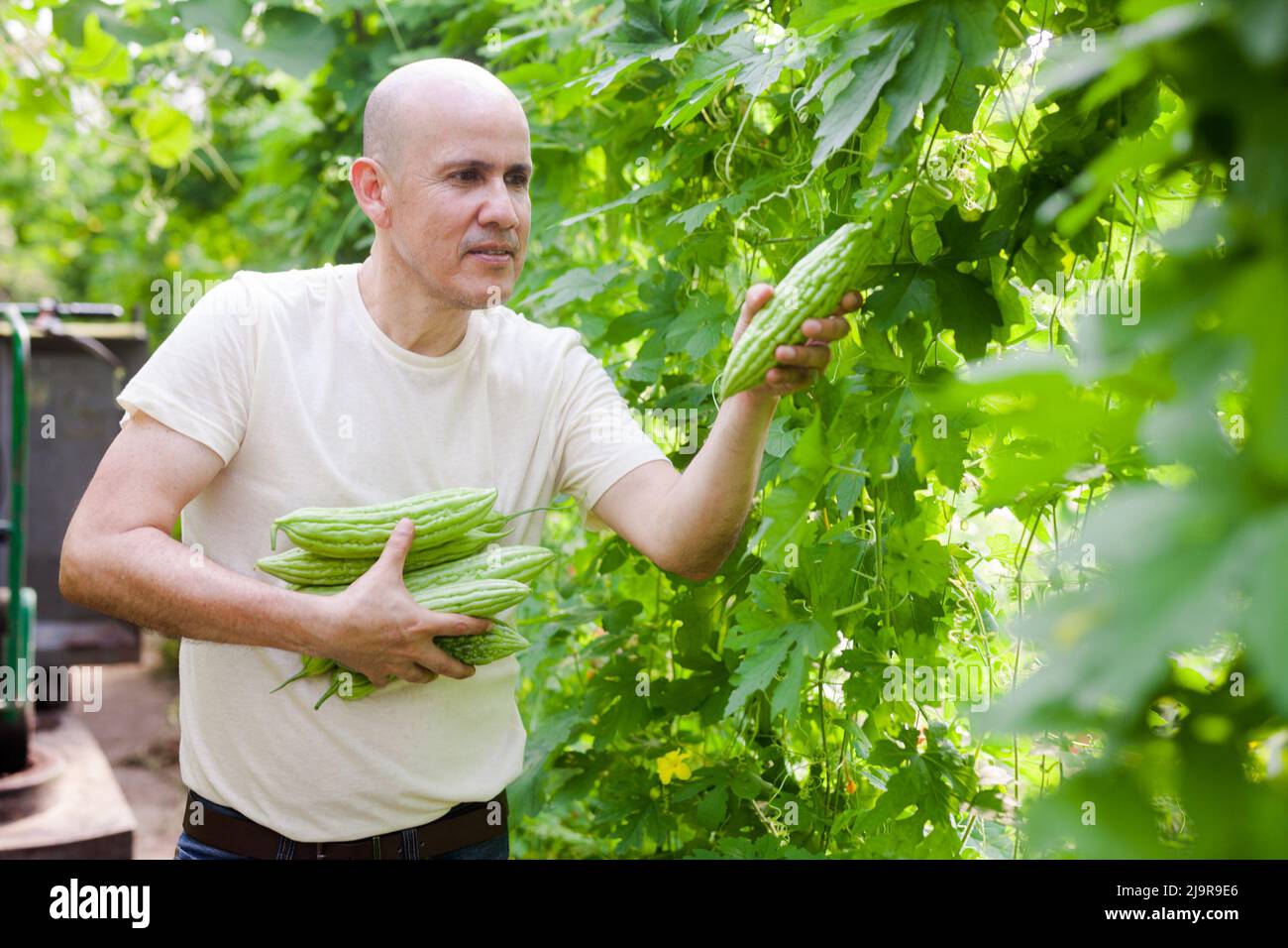 Man harvesting bitter gourd Stock Photo - Alamy