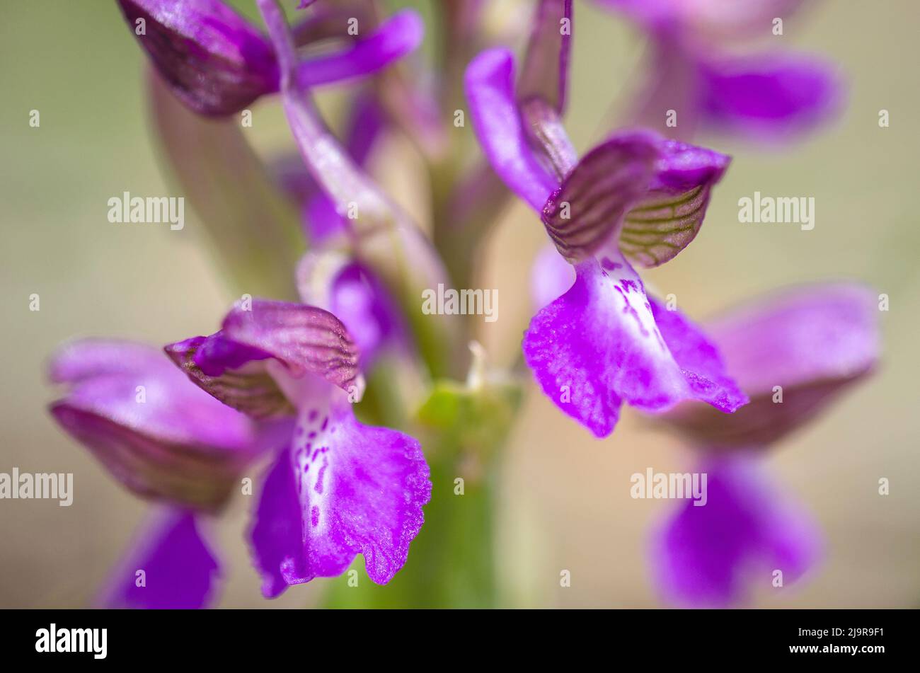 Anacamptis morio, the green-winged orchid or green-veined orchid ...