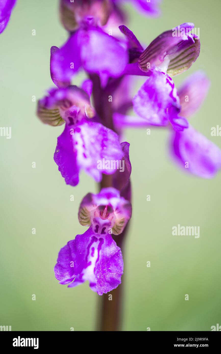 Anacamptis morio, the green-winged orchid or green-veined orchid ...