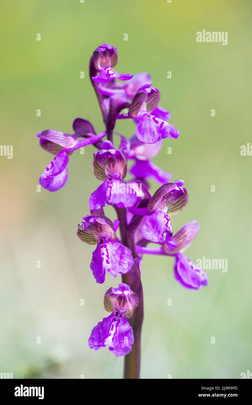 Anacamptis morio, the green-winged orchid or green-veined orchid ...