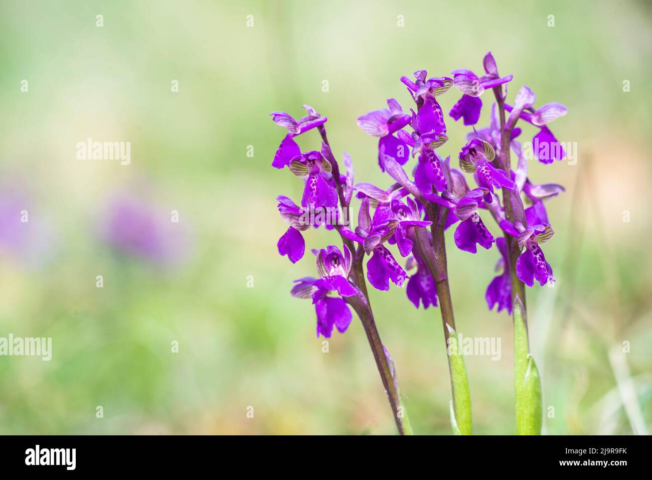 Anacamptis morio, the green-winged orchid or green-veined orchid ...
