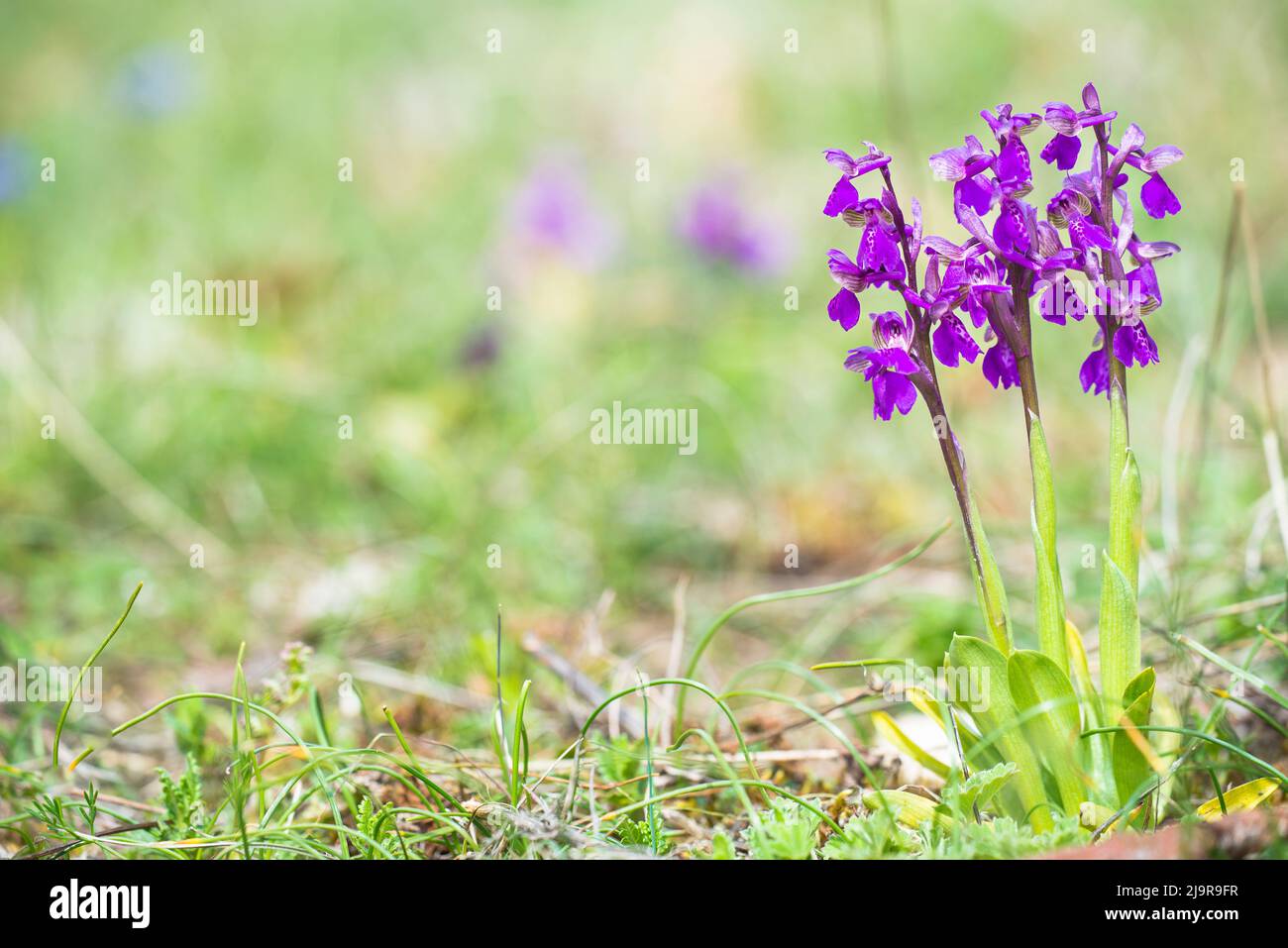 Anacamptis morio, the green-winged orchid or green-veined orchid ...